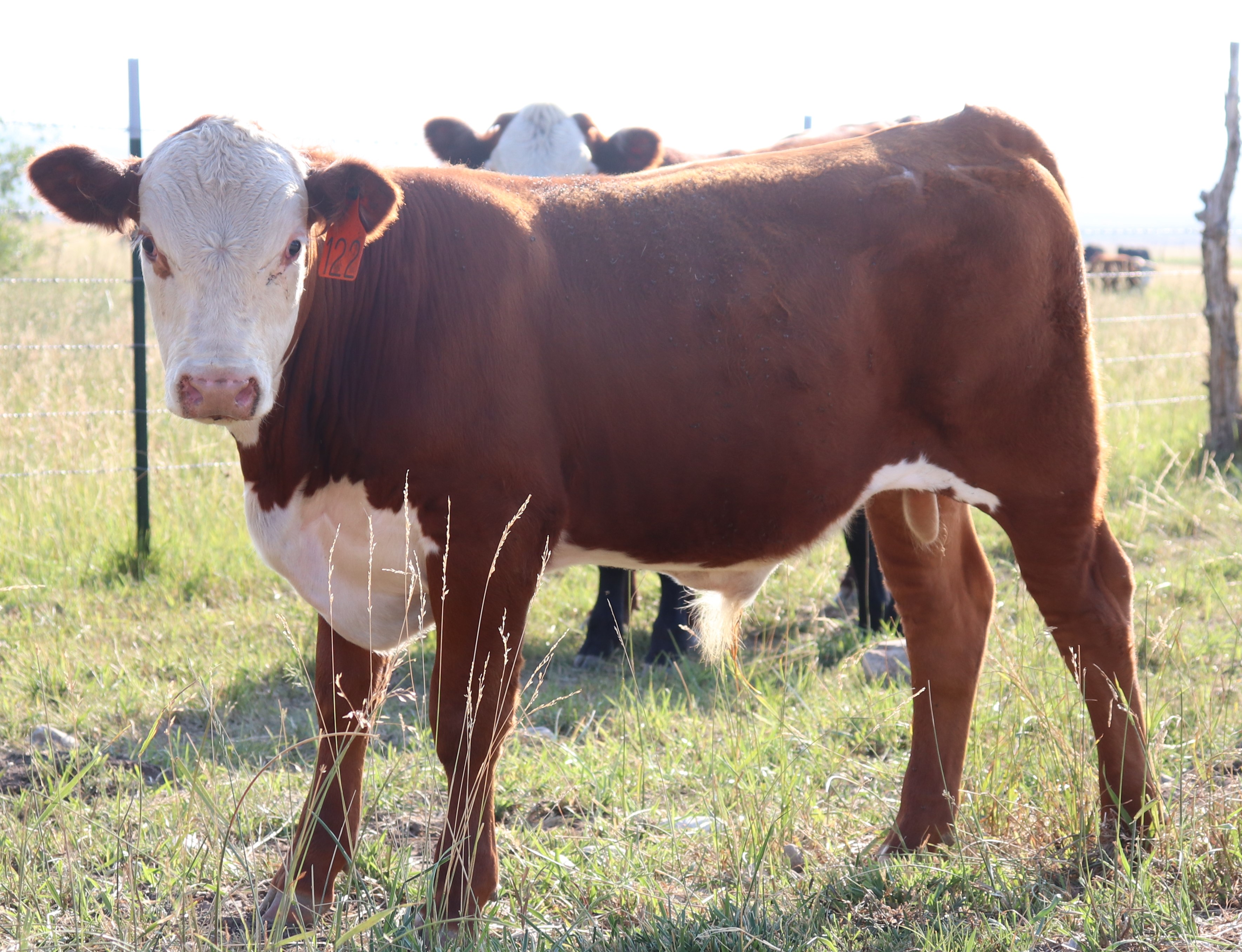 Photos – Lee Livestock, LLC