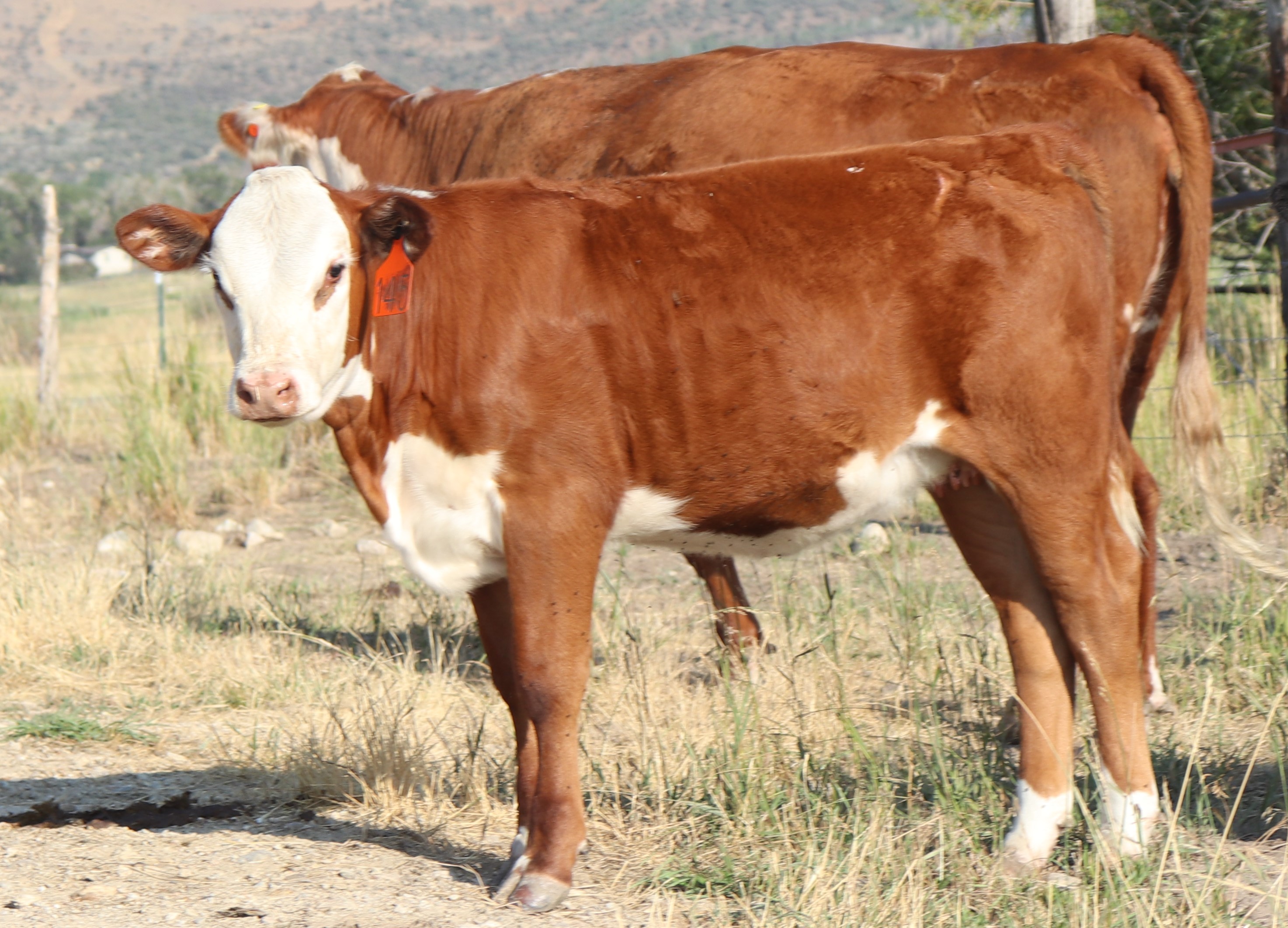 Photos – Lee Livestock, LLC